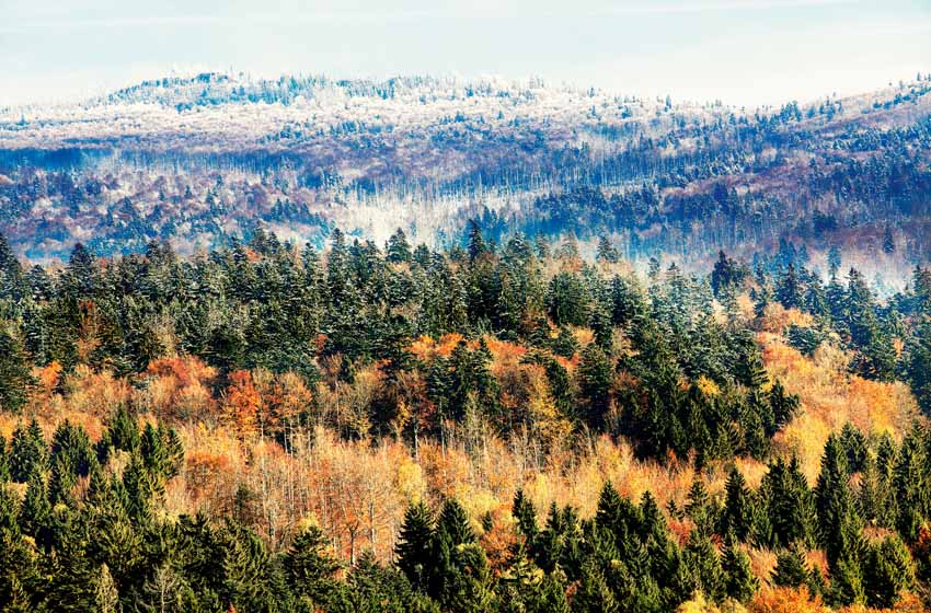 La magnifica natura della Foresta Bavarese - Pleinair