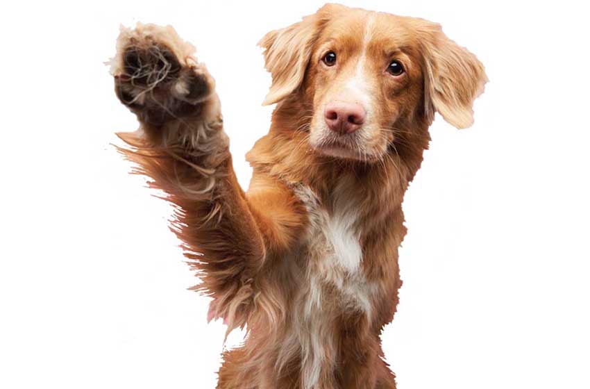 Adottare un randagio: aggiungi un posto...in camper - Pleinair